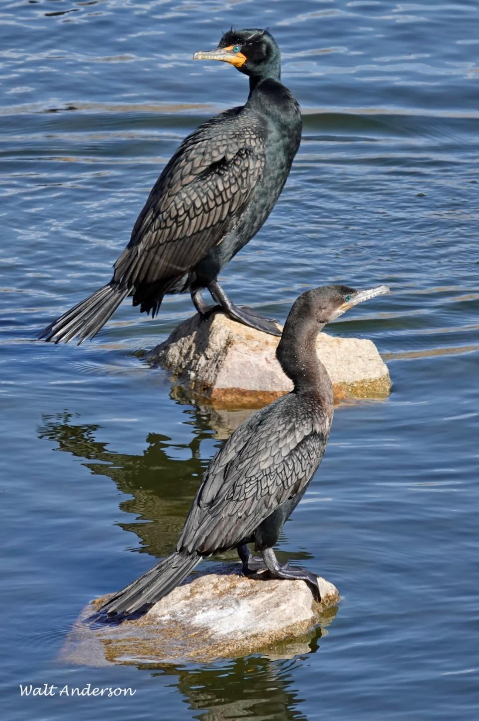 Cormorants - Friends of Buenos Aires National Wildlife Refuge