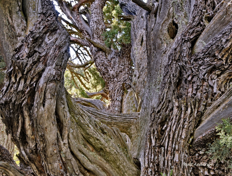Alligator Juniper - Friends of Buenos Aires National Wildlife Refuge
