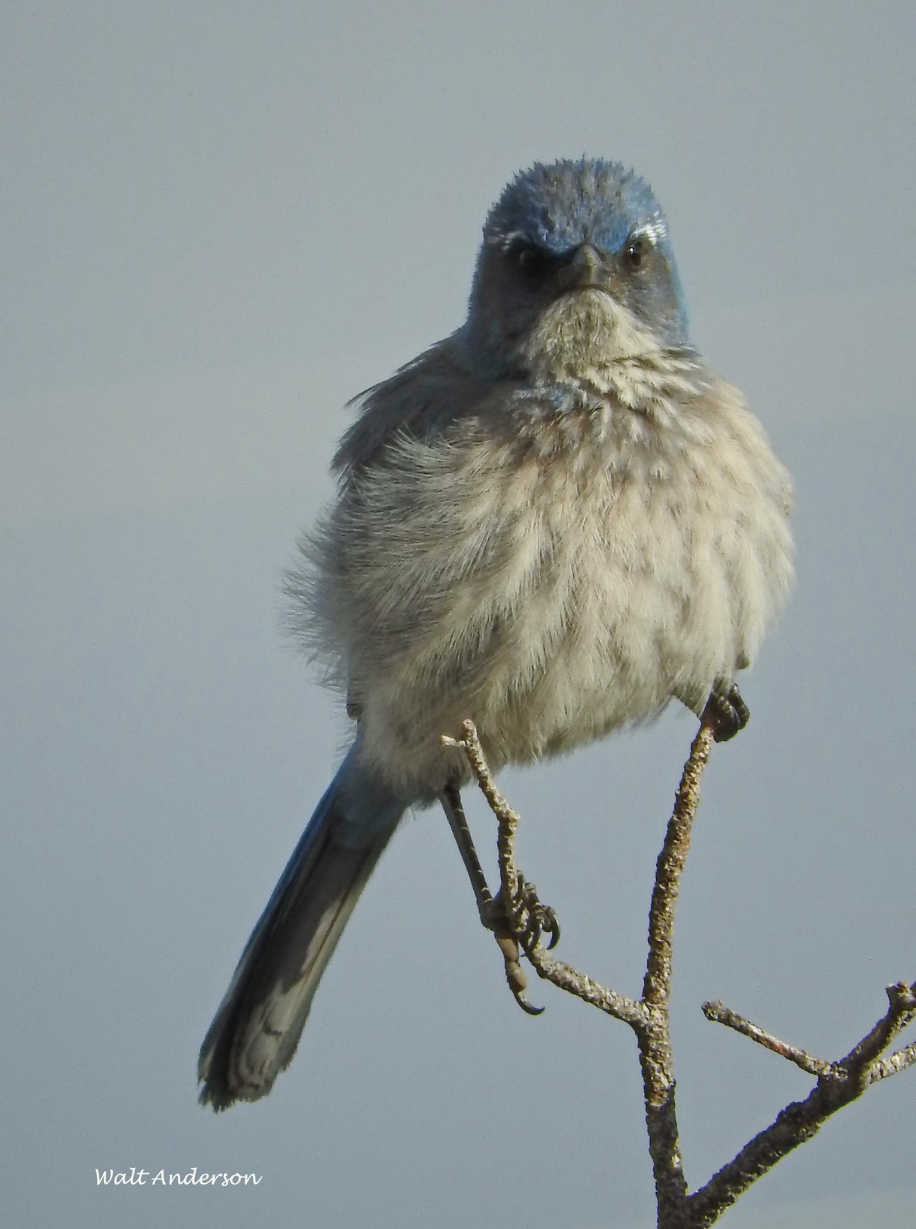 Jay Walking. - Friends of Buenos Aires National Wildlife Refuge