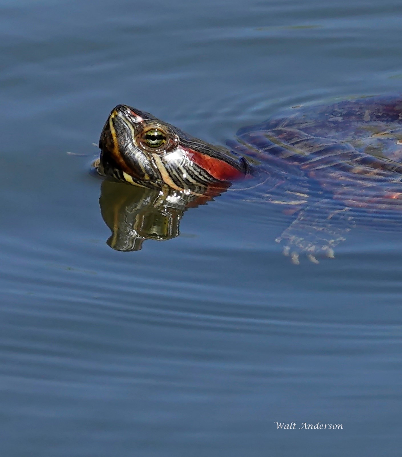 Turtle Talk - Friends of Buenos Aires National Wildlife Refuge