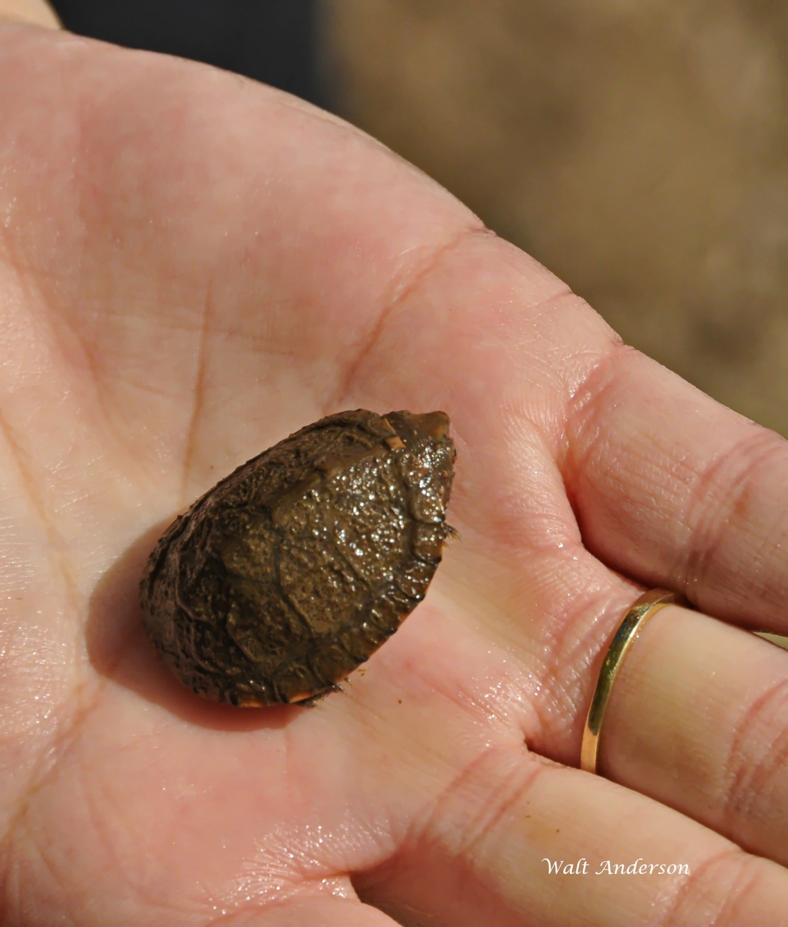 Turtle Talk - Friends of Buenos Aires National Wildlife Refuge