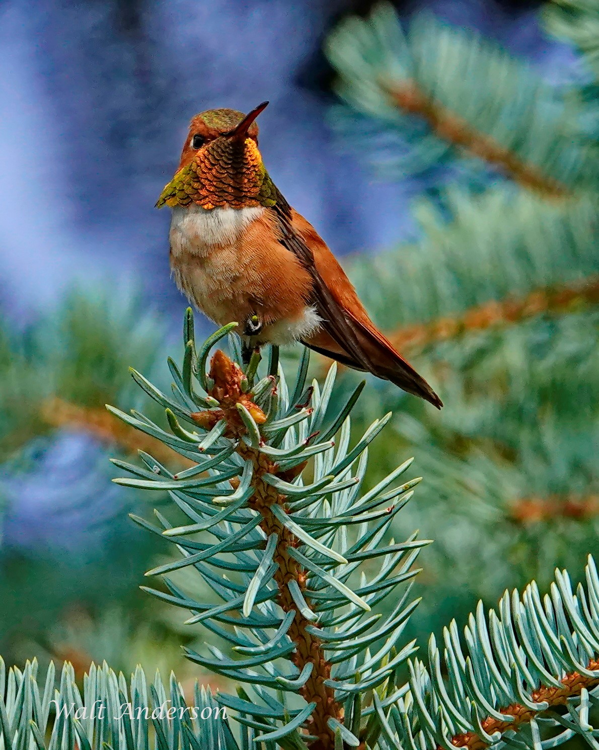 Getting High in Arizona - Friends of Buenos Aires National Wildlife Refuge